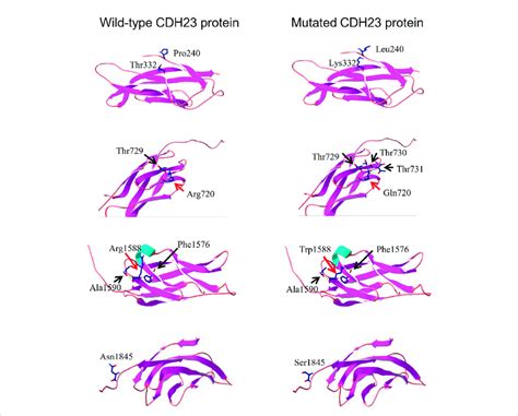 three dimensional protein structure analysis of five download scientific diagram