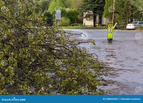 Fallen Tree Blocks Main Road After Storm Stock Photo Image Of Disaster Destruction 248855208