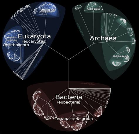 88 Best Data Visualization Tree Network Chart Images On Pinterest Data Visualisation Info