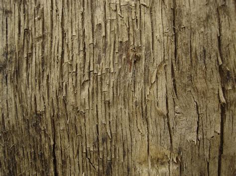Tree Texture 11 By Lunanyxstock On Deviantart