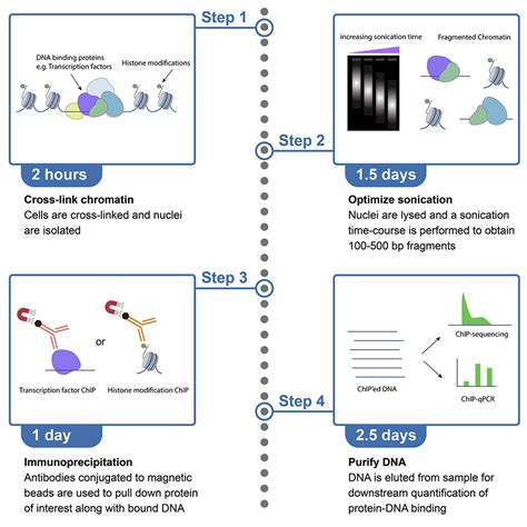 Chromatin Immunoprecipitation Chip Principles And How To