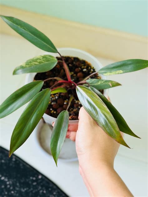 Philo Strawberry Shake Furniture And Home Living Gardening Plants And Seeds On Carousell