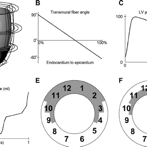 Representative Example Of Left Ventricular Lv Apical Short Axis Image