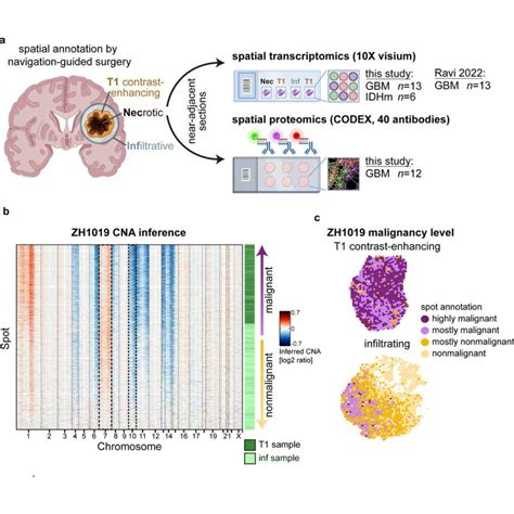 Integrative Spatial Analysis Reveals A Multi Layered Organization Of