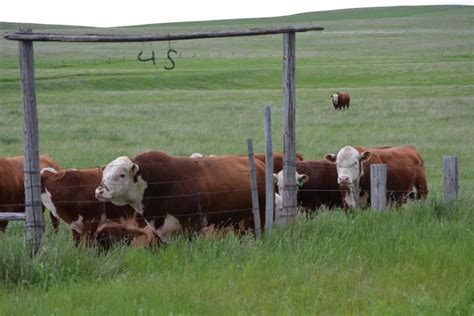 Lazy JS Ranch Cattle