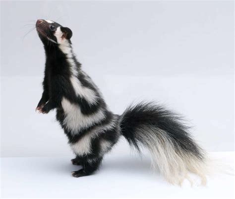5 Common Animals That Look Like Skunks And How To Tell The Difference