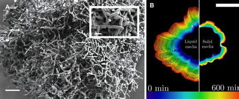 How Evolutionary Theory Was Proven Over Time