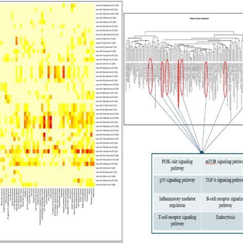 Heatmap Generated And Pathway Cluster Dendrogram Generated By Diana Download Scientific Diagram