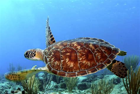 Green Sea Turtle Reproduction