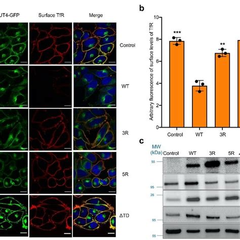 Td Mutations Disrupt Ap1 And Ap2 Dependent Clathrin Mediated Trafficking Download Scientific