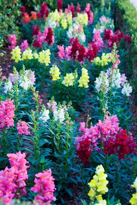 Types Of Snapdragon What Are Some Snapdragon Plant Varieties Artofit