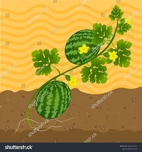 Watermelon Creeper Plant Royalty Free Vector Stock Vector Royalty Free 2245157701 Shutterstock