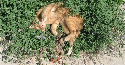 The Wondrous Catnip 3 Reasons Why Kitties Love It