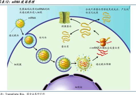 2006 2022年中国rwa疗法投融资轮次分布 行业研究数据 小牛行研