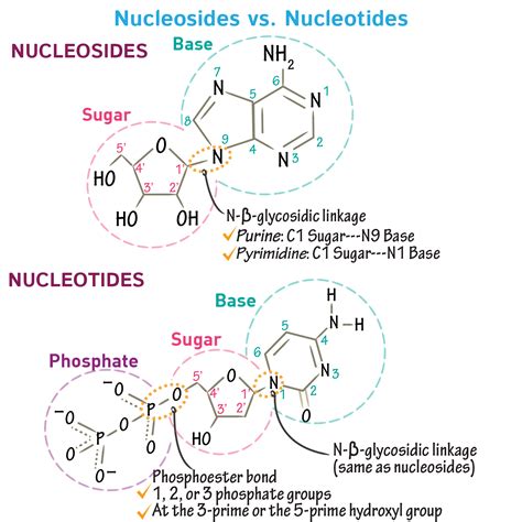 Nucleotide Nucleoside Simplified Biology