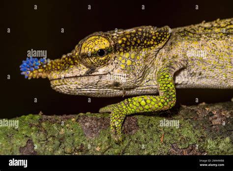 Blue Nosed Chameleon Calumma Linotum Montagne D Ambre National Park
