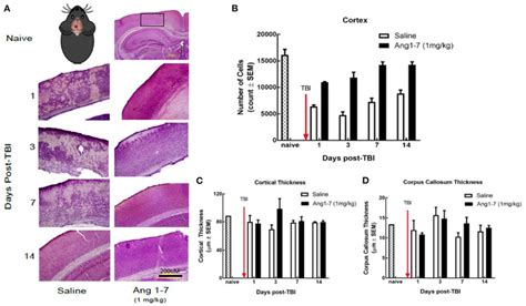 Histology Of Cerebral Cortex After Mtbi And Ang1 7 Intervention A