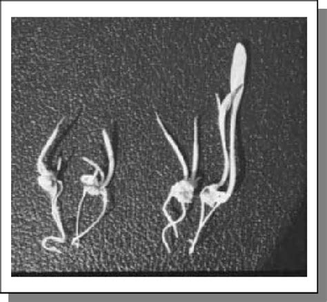 Figure B83 Polyembryony Expression In Germinating Seed Of An Apomictic