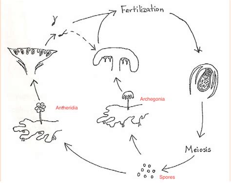 Solved Phylum Hepatophyta Liverworts Like The Moss