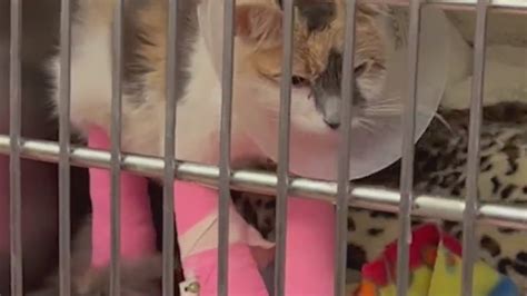 Nypd Probing Dead Tortured Cats Found In Queens Rescuers Pix11