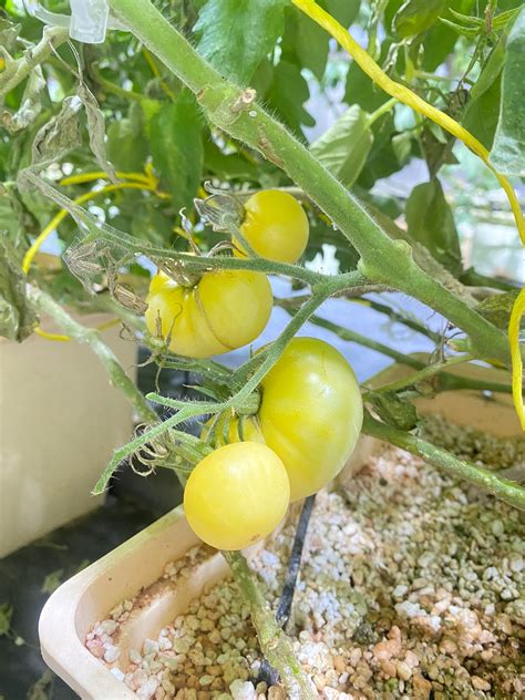 إماراتي يتوصل لإنتاج ثمرة طماطم فريدة من نوعها