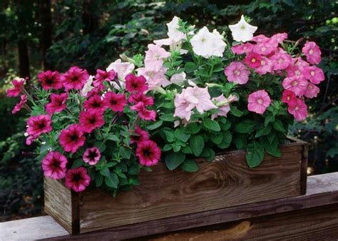 Петуния каскадная на клумбе (76 фото) - фото - картинки и рисунки ...