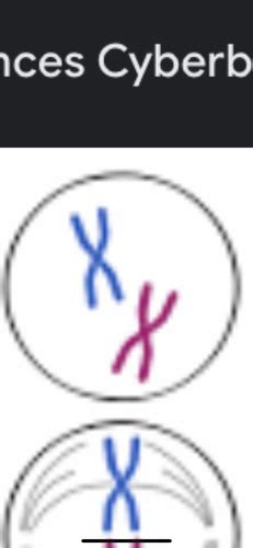 Exam 3 Biology Flashcards Quizlet