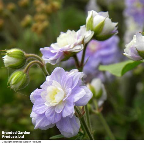 Geranium pratense 'Summer Skies' | Suttons