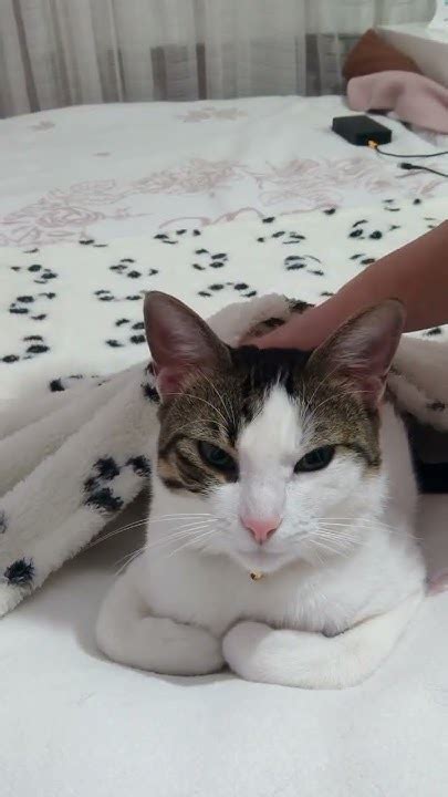 Massage Shorts Cat Catlover Massage Music Relaxing Youtube