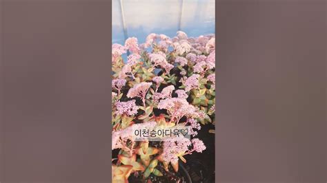 이천승아다육♡국민다육 이천승아다육 Youtube