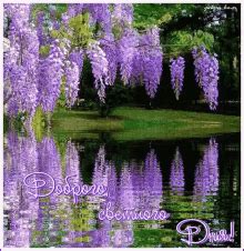 Wisteria S Tenor