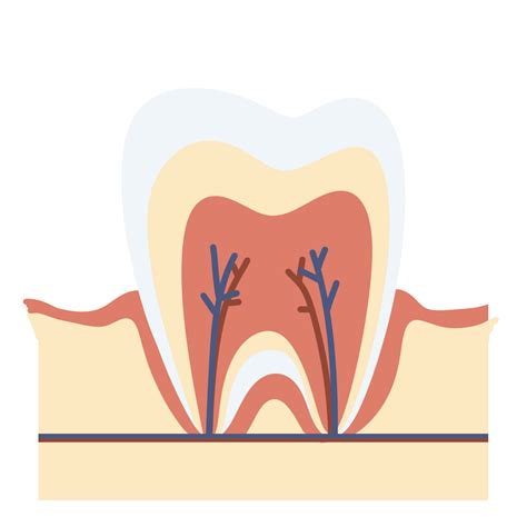 Anatomy Tooth Molar Tooth Icon Dental Healthy Tooth Orthodontic