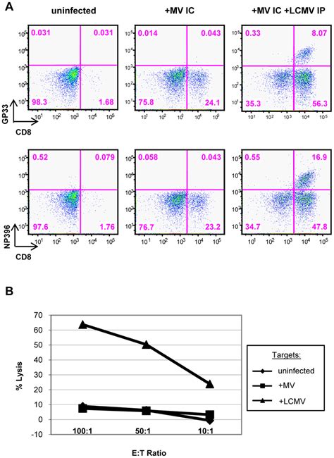 Lcmv Specific Cd8 T Cells Are Found Within The Brains Of Co Infected