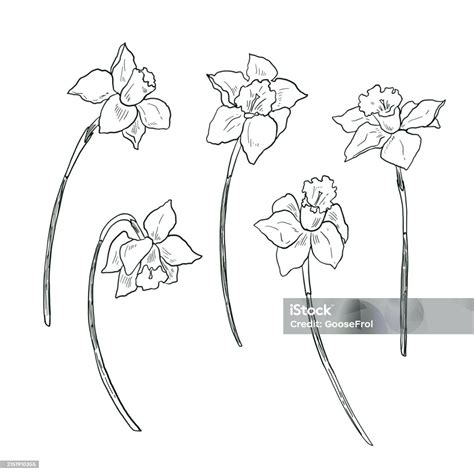 수선화 세트 손으로 그린 꽃입니다 벡터 일러스트 레이 션입니다 개체 그룹에 대한 스톡 벡터 아트 및 기타 이미지 개체 그룹 계절 꽃 나무 Istock