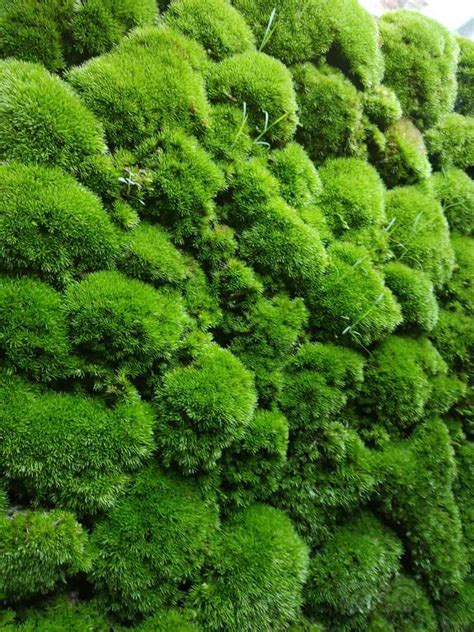 苔藓养40平米白发藓什么感觉 泡泡水族