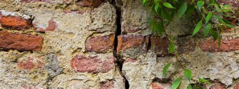 Savills Blog Tree Related Subsidence Causes And Solutions