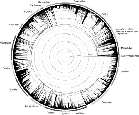 American Journal Of Botany