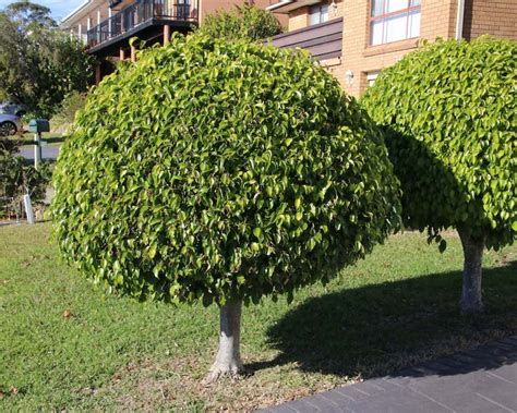 Ficus Benjamina Live Tree Ready For Planting 5 Cutting Fresh Etsy