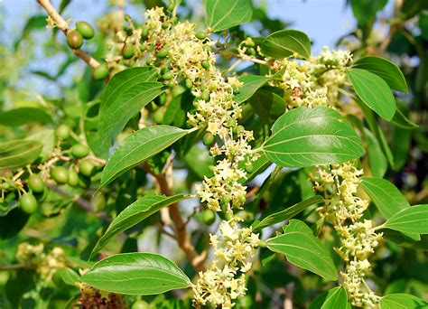 گیاه کُنار Ziziphus Spina Christi شرکت بهار آوران نسترن