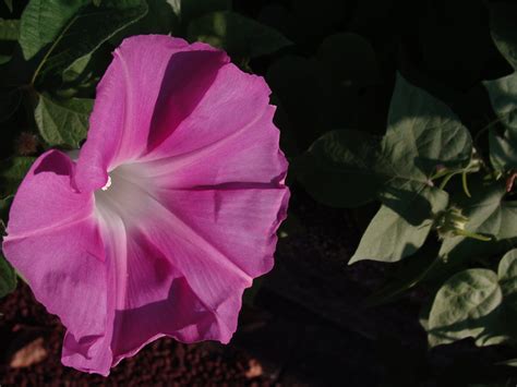 Gambar Bunga Jam 9 Andira Gambar