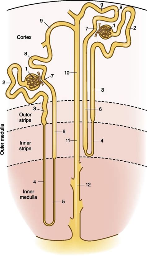 Diagram Of Kindey Function Quizlet