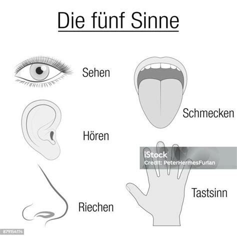 감각 기관 눈 귀 혀 코와 손 및 적절 한 지적 광경 청각 맛 냄새 및 독일 언어터치 5 감각 차트 회로도 벡터 일러스트 레이 션 흰색 배경에 고립 감각 지각에 대한 스톡