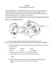 Copy Of Cell Size Worksheet Docx Cell Size What Determines The Size Of A Cell Sometimes