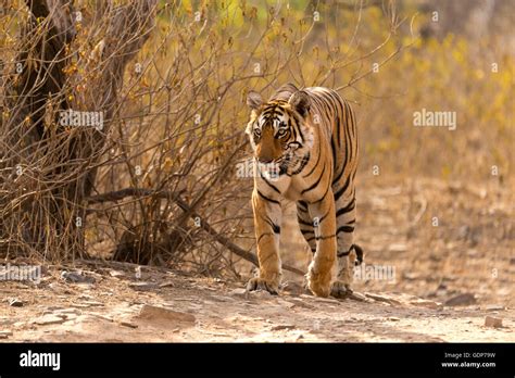 Wild Royal Bengal Tiger In The Ranthambore National Park In Rajasthan