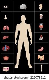 Illustration Diagram Human Anatomy Stock Vector Royalty Free