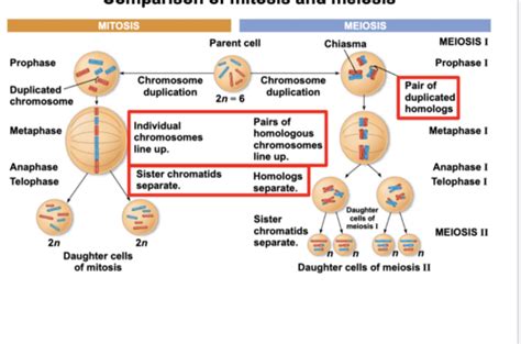 Module 7 Dna Inheritance Flashcards Quizlet