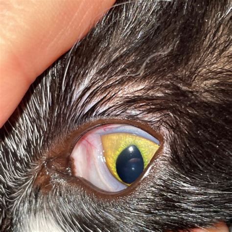 Diagnosis And Treatment Of Feline Eosinophilic Keratoconjunctivitis