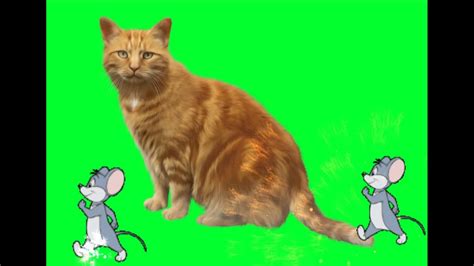 ФУТАЖ НА ХРОМОКЕЕ ДЛЯ ВИДЕОМОНТАЖА КОТ И МЫШИ Youtube