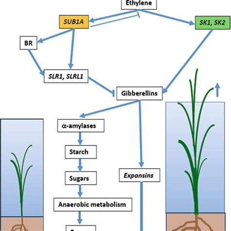 2 The Molecular Basis Of Submergence Tolerance During Vegetative Stage