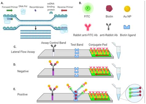 Crispr Cas Based Biosensor As A New Age Detection Method 49 Off